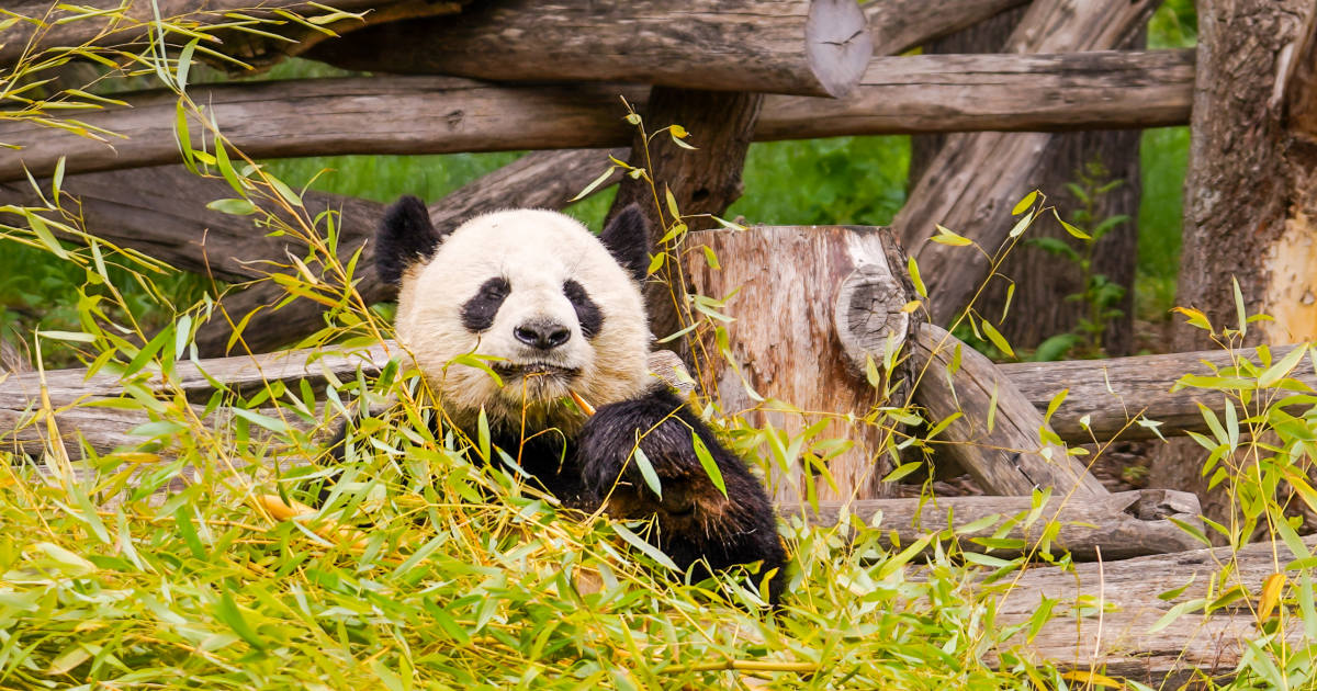 Case Study: WWF - Eine lebendige GIS-Community | Esri Deutschland